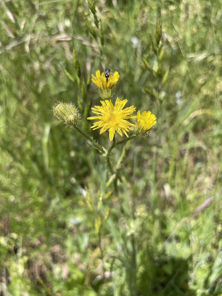 meadow hawkweed from SW Scoggins Valley Rd, Gaston, OR, US on May 19 ...