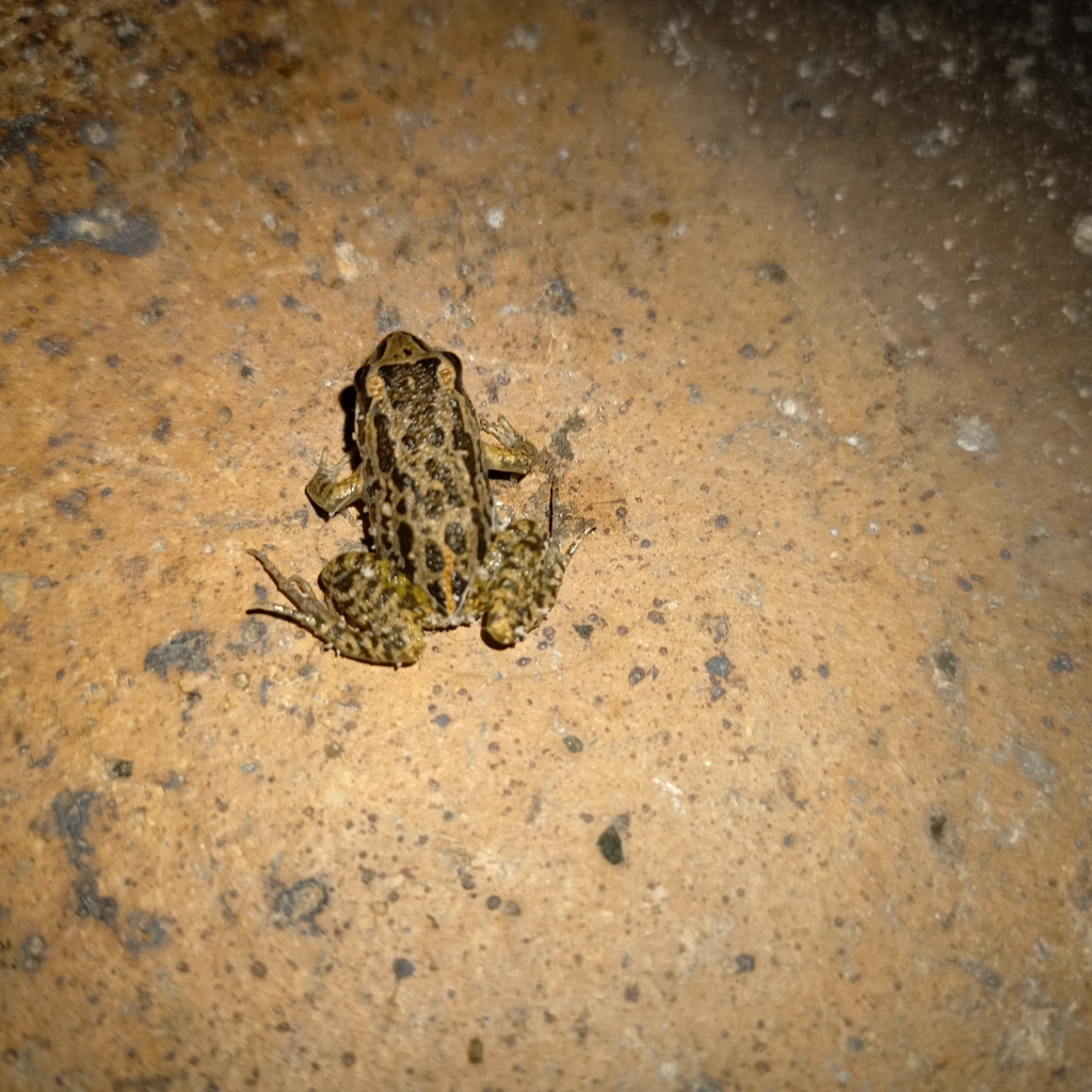 Foam-nesting Ground Frogs from Laidley South QLD 4341, Australia on May ...