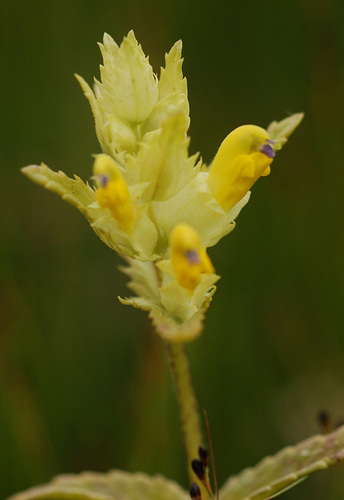 Subspecies Rhinanthus serotinus serotinus · iNaturalist