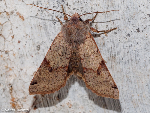 Agrochola meridionalis · iNaturalist