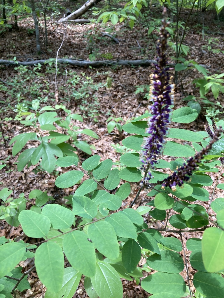 Mountain False Indigo from Pisgah National Forest, Candler, NC, US on ...