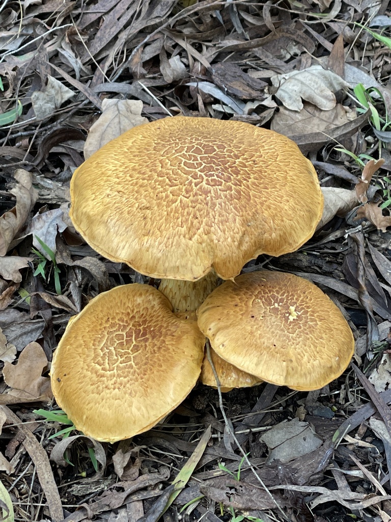 Spectacular Rustgill from Lowes Road, Yarra Junction, VIC, AU on May 20 ...
