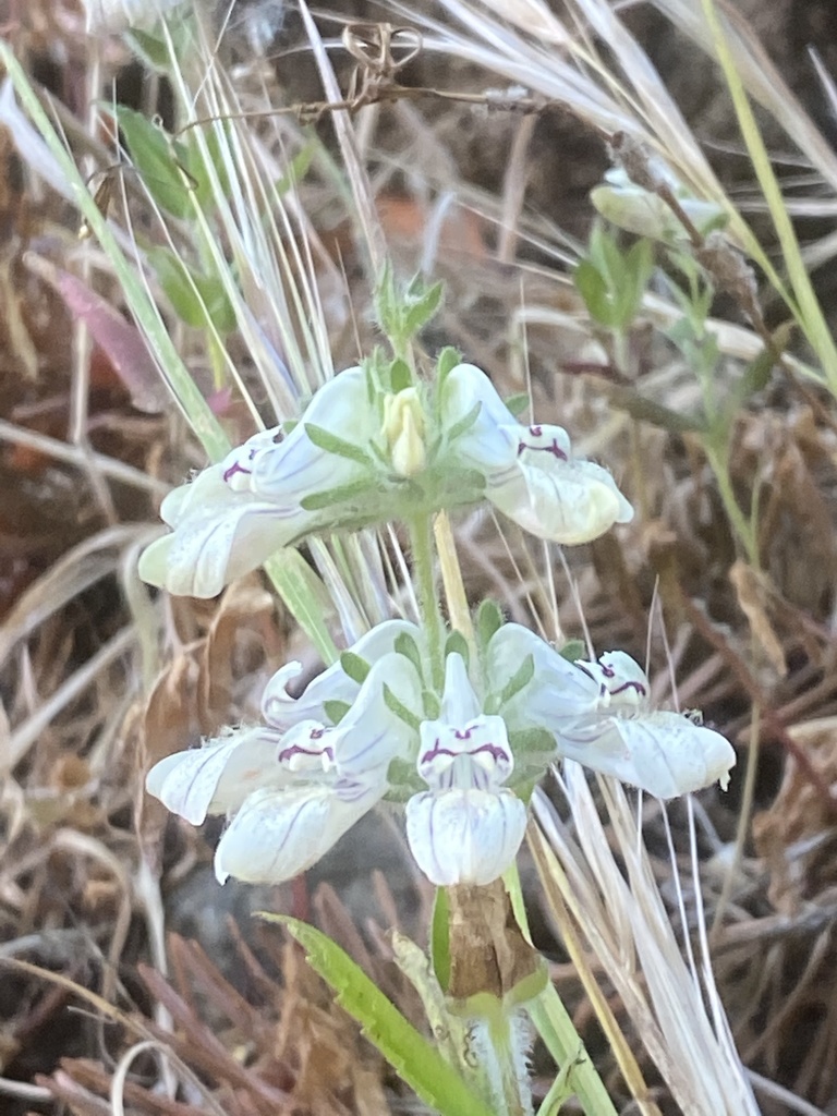 sticky Chinese houses from Sugarloaf Ridge State Park, Glen Ellen, CA ...