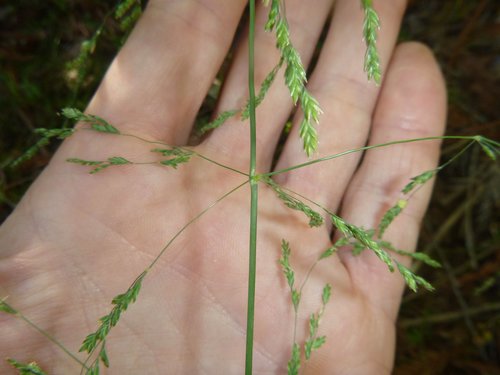 Howell's Bluegrass (Poa howellii) · iNaturalist