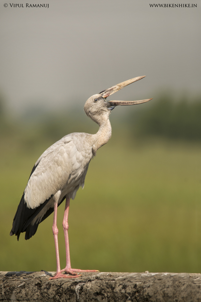 Openbill Storks (Wildlife of Gujarat - India) · iNaturalist