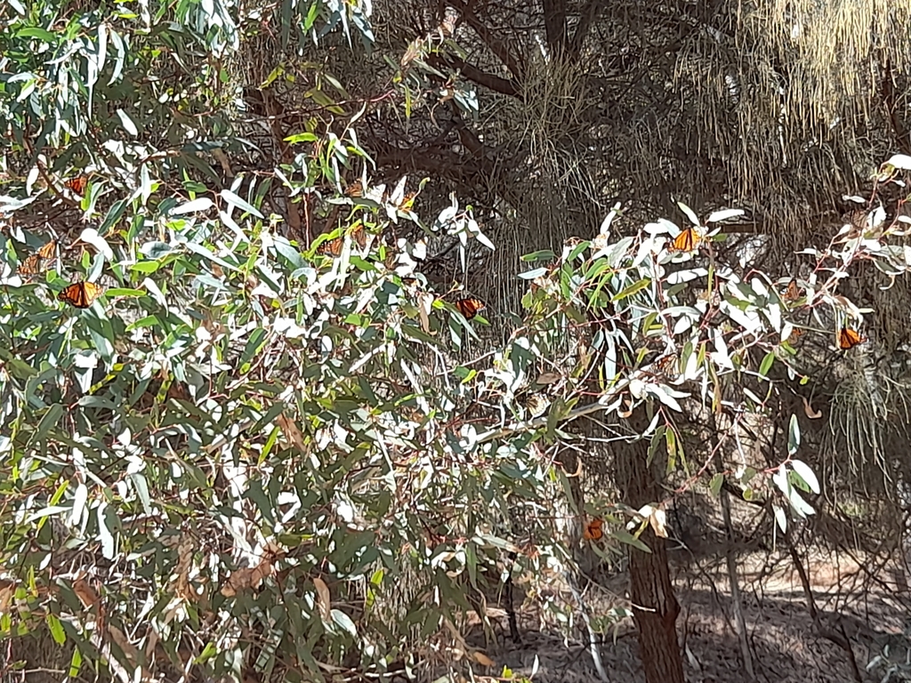 Monarch from Montacute SA 5134, Australia on May 20, 2021 at 12:30 PM ...