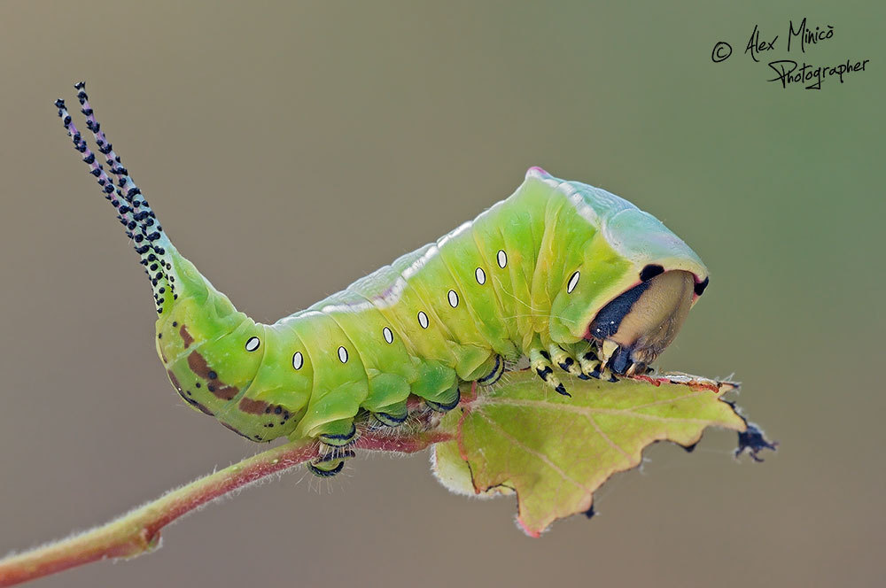 Puss Moth in May 2011 by Alexandro Minicò · iNaturalist