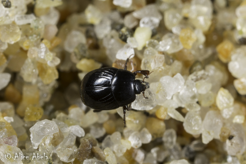 Euspilotus scissus · iNaturalist