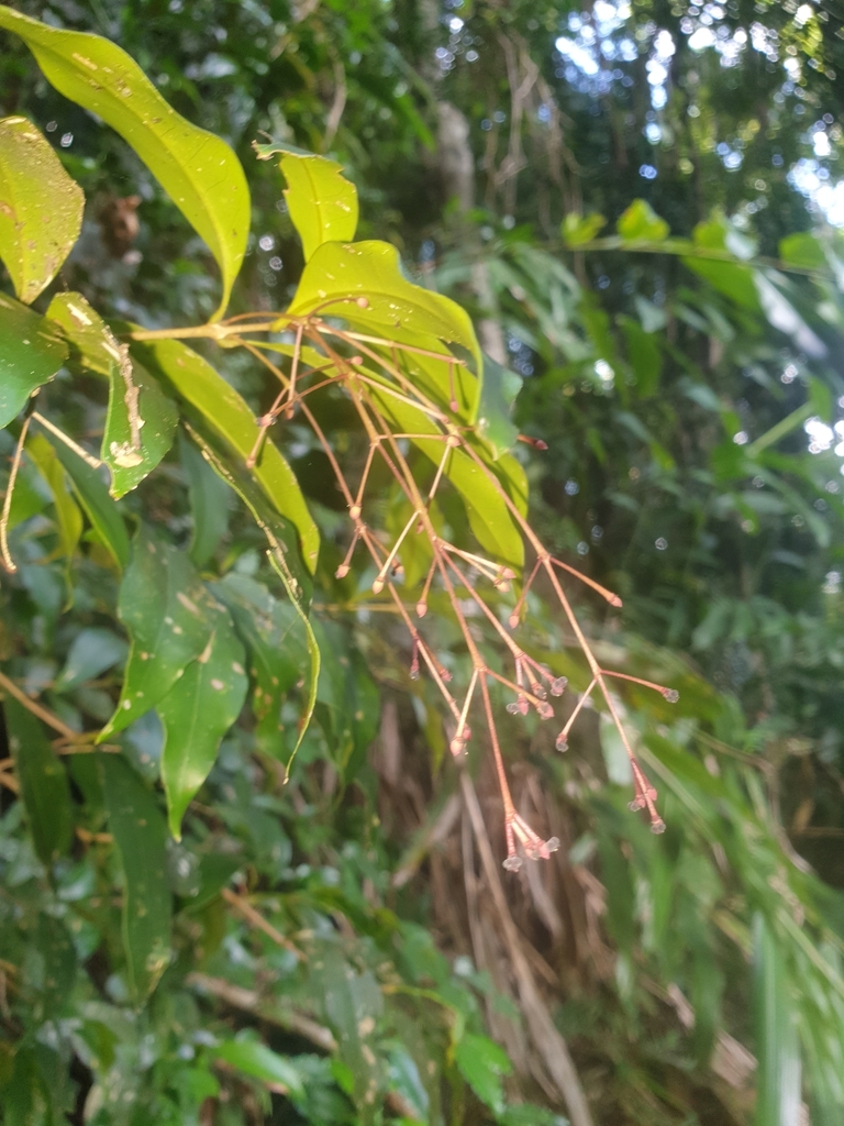 veinless mock-olive from Currumbin Valley QLD 4223, Australia on May 20 ...
