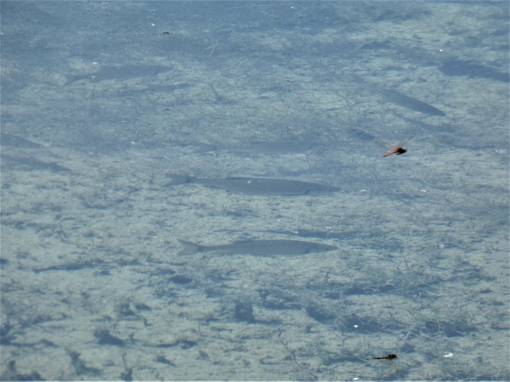 Cyprinids from Provincia di Bergamo, Italia on May 19, 2021 at 02:01 PM ...