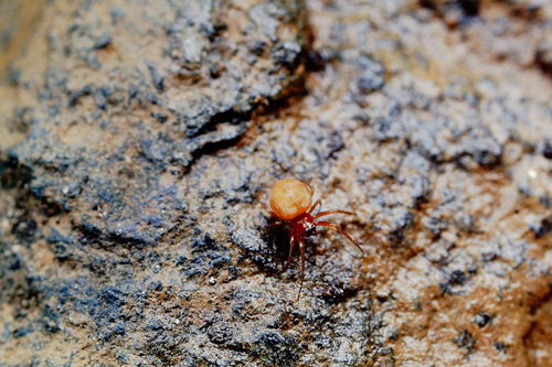 Genus Diphya · iNaturalist