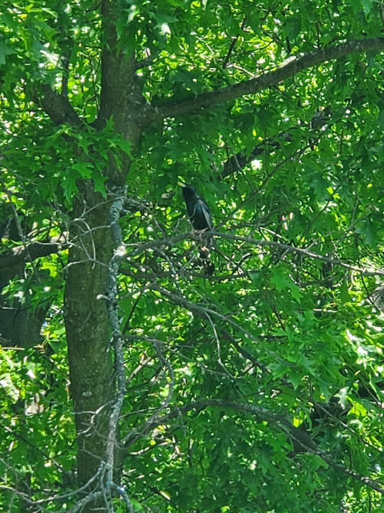 European Starling from Bridgetown North, OH, USA on May 20, 2021 at 11: ...