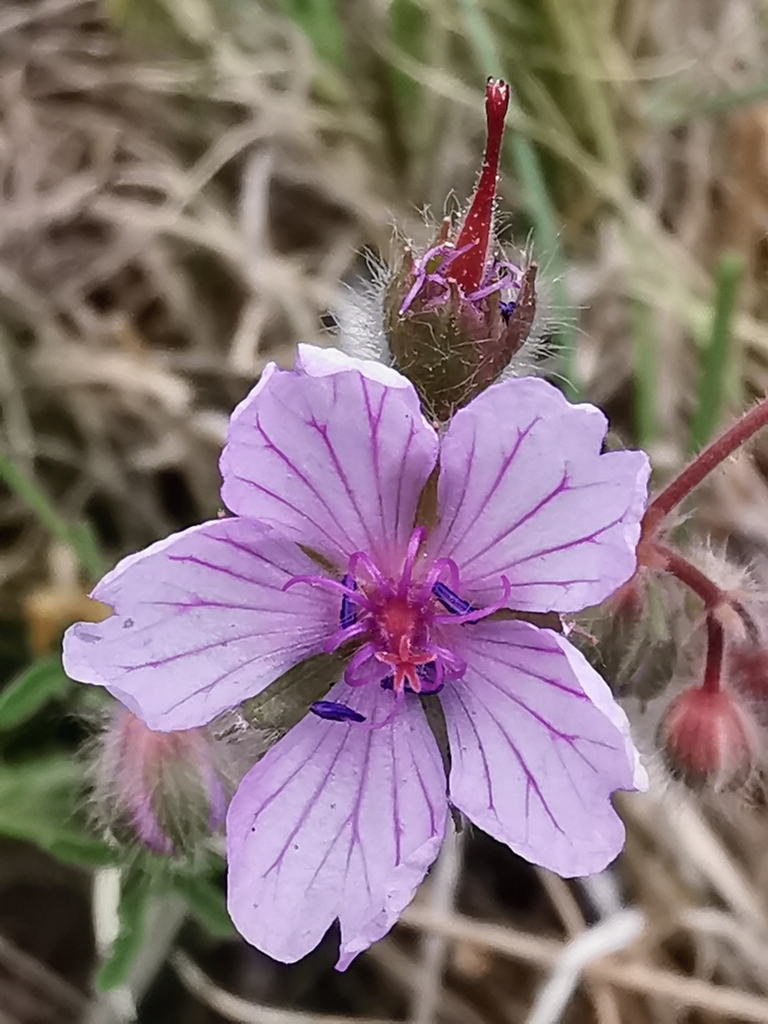 Geranium macrostylum from Λεβίδι, Ελλάδα on May 15, 2021 at 12:29 PM by ...