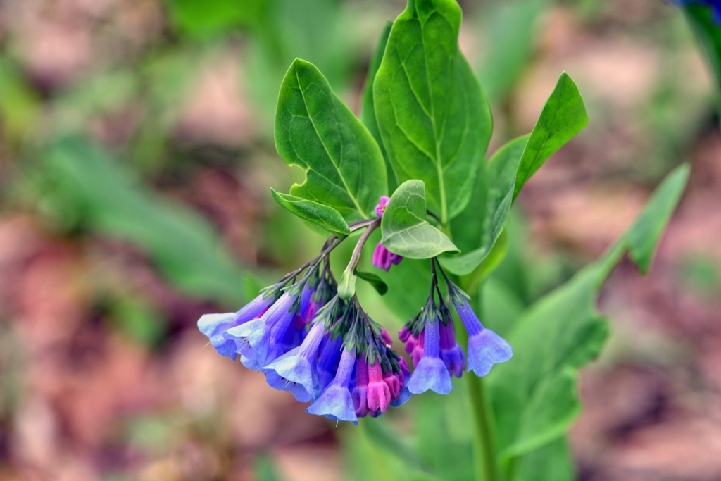 Virginia bluebells from Ohio, USA on April 17, 2021 at 09:38 AM by ...