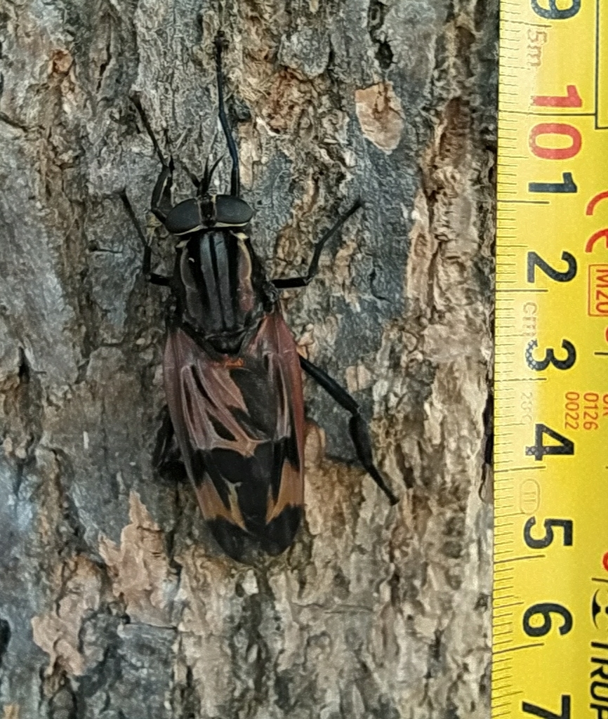 Timber Flies from Buena Vista, Cuernavaca, Mor., Mexico on 19 May, 2021 ...