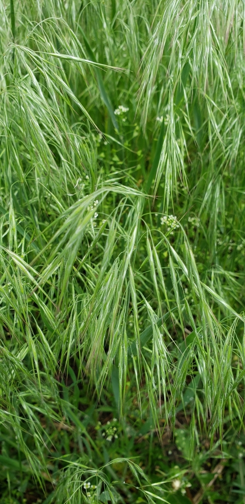 Cheatgrass from Newell, IA 50568, USA on May 20, 2021 at 11:08 AM by ...