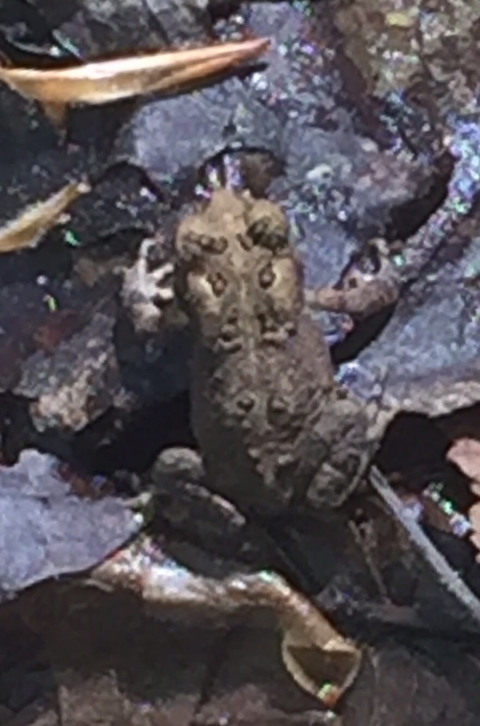 American Toad from Danville, VT, US on May 20, 2021 at 10:17 AM by ...