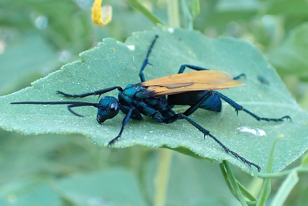 Old and New World Tarantula-hawk Wasps from South Mountain Village ...