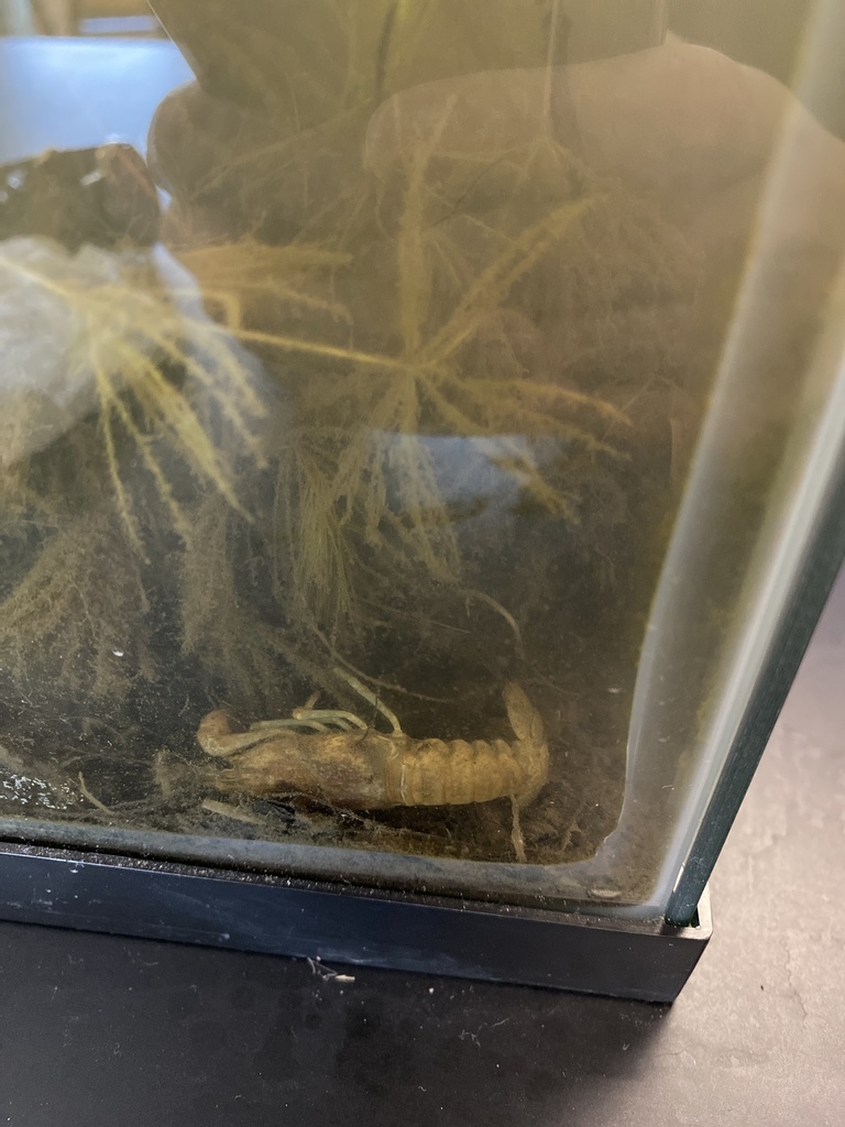 Rusty Crayfish from Lower Rd, Souderton, PA, US on May 20, 2021 at 01: ...