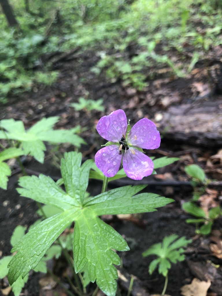 wild geranium from Goodhue County, US-MN, US on May 20, 2021 at 12:29 ...