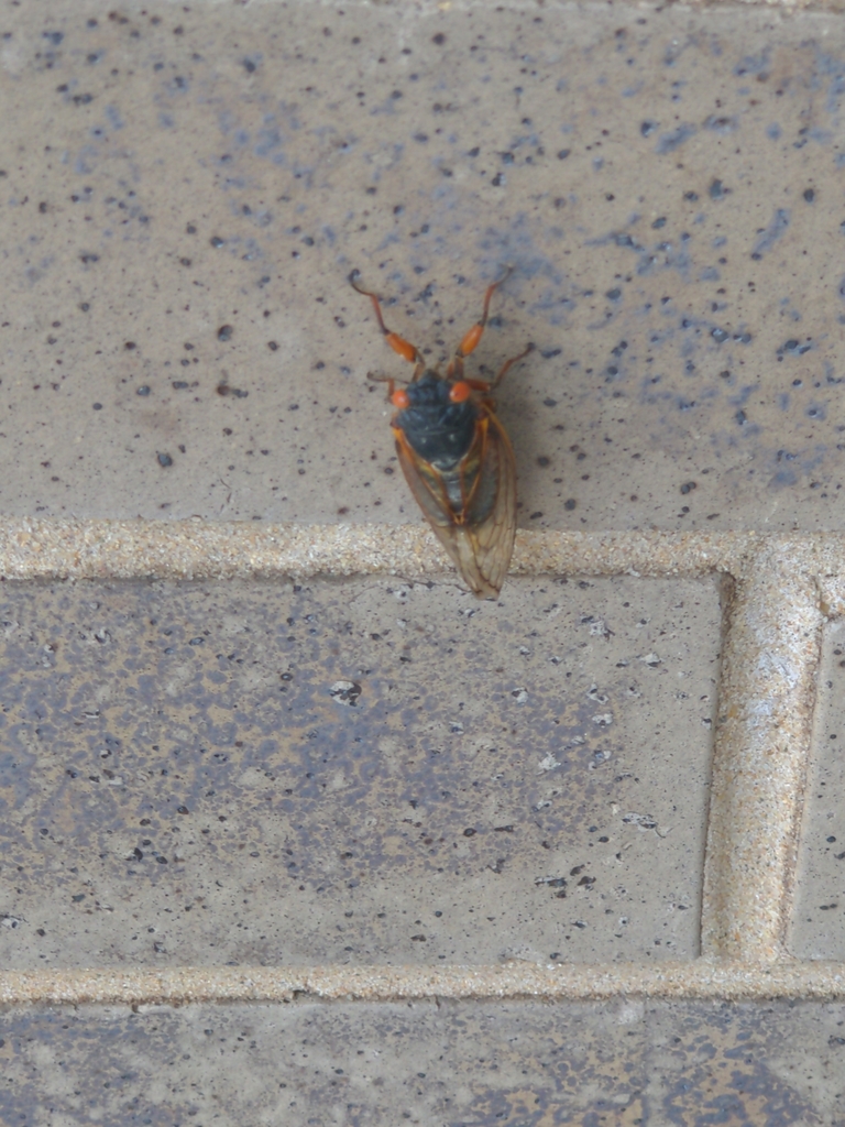 Periodical Cicadas from Woodmont Triangle, Bethesda, MD 20814, USA on ...