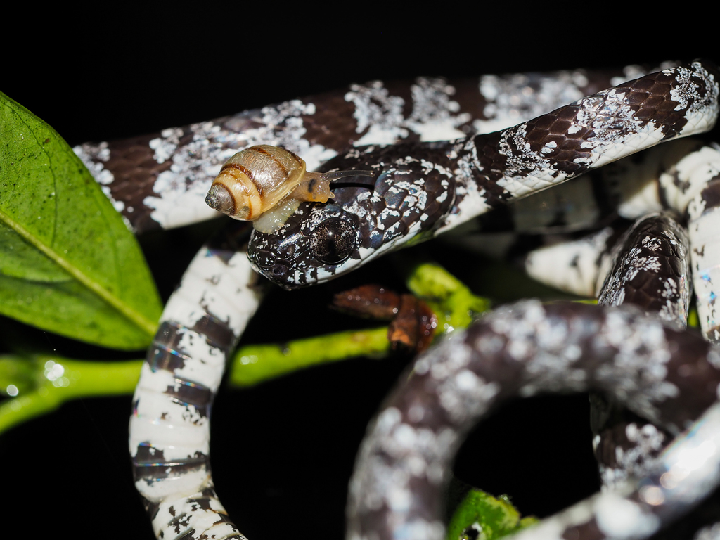 Snail Suckers from Regina, French Guiana on January 26, 2017 at 11:40 ...