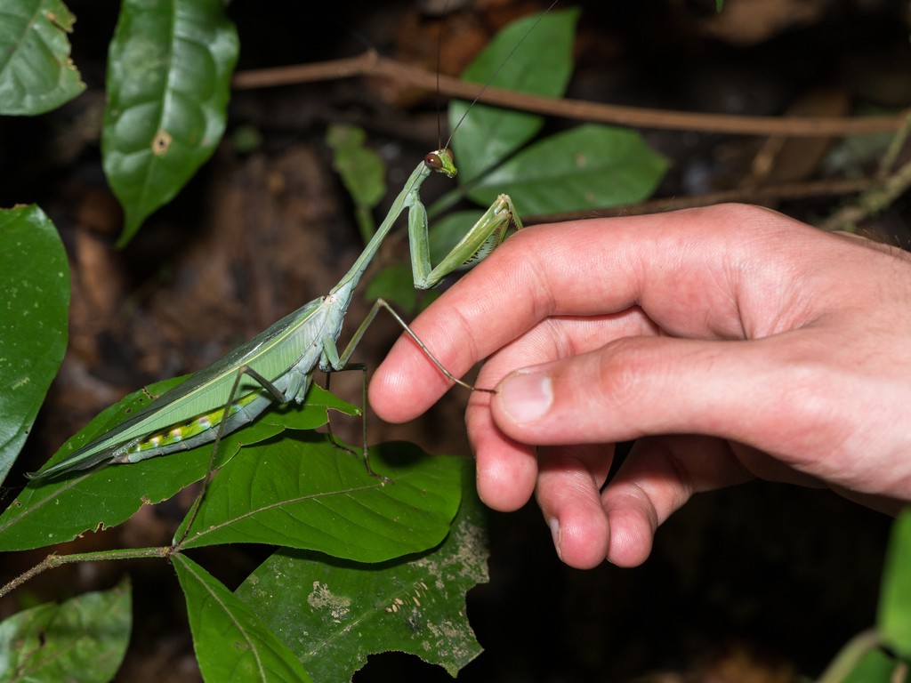 Macromantis saussurei from Regina, French Guiana on March 6, 2017 at 10 ...