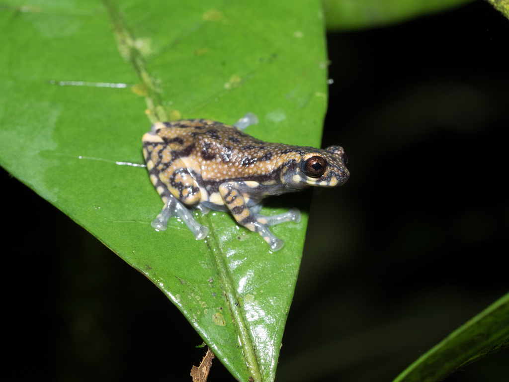 Tukeit Hill Frog from Regina, French Guiana on January 31, 2017 at 12: ...