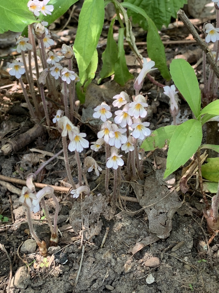 one-flowered cancer-root from Peninsula Dr, Erie, PA, US on May 20 ...