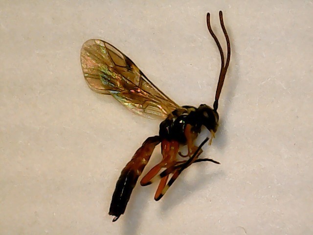 Ichneumonid Wasps from Isla Vista, CA 93117, USA on May 19, 2021 at 03: ...