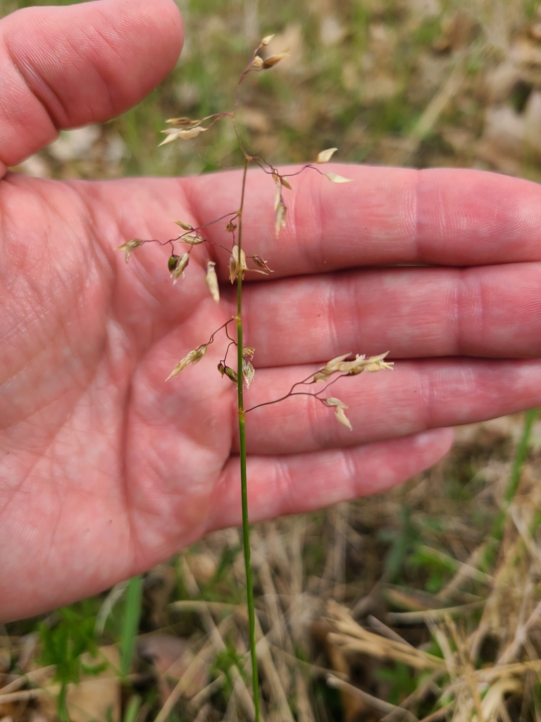 northern sweetgrass from Quincy, WI, USA on May 13, 2021 at 03:50 PM by ...