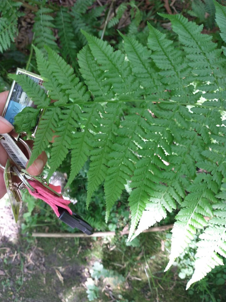 lady fern from Ravenna, Seattle, WA, USA on May 15, 2021 at 04:04 PM by ...