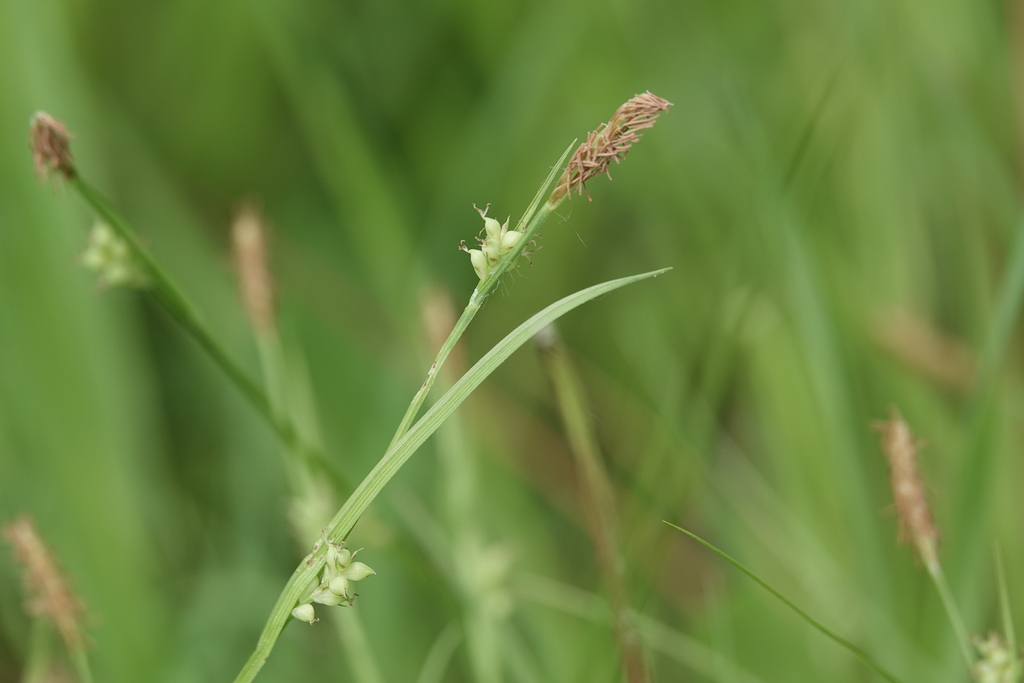 Slender Loose-flowered Sedge from St Lawrence County, NY, USA on May 20 ...