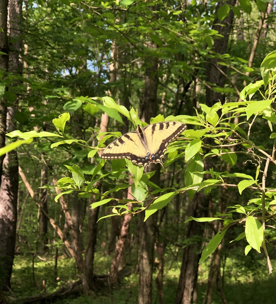 Eastern Tiger Swallowtail in May 2021 by mmnat · iNaturalist