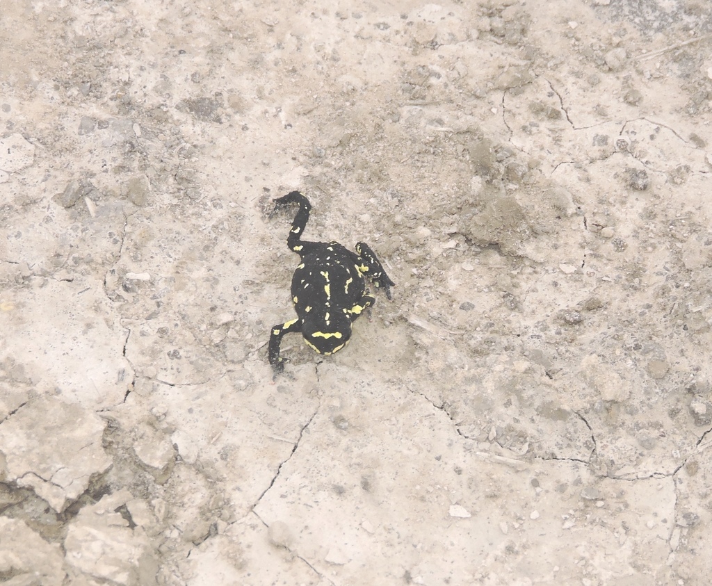 Klappenbach's red-bellied frog from Puerto Dalmacia, Formosa, Argentina ...