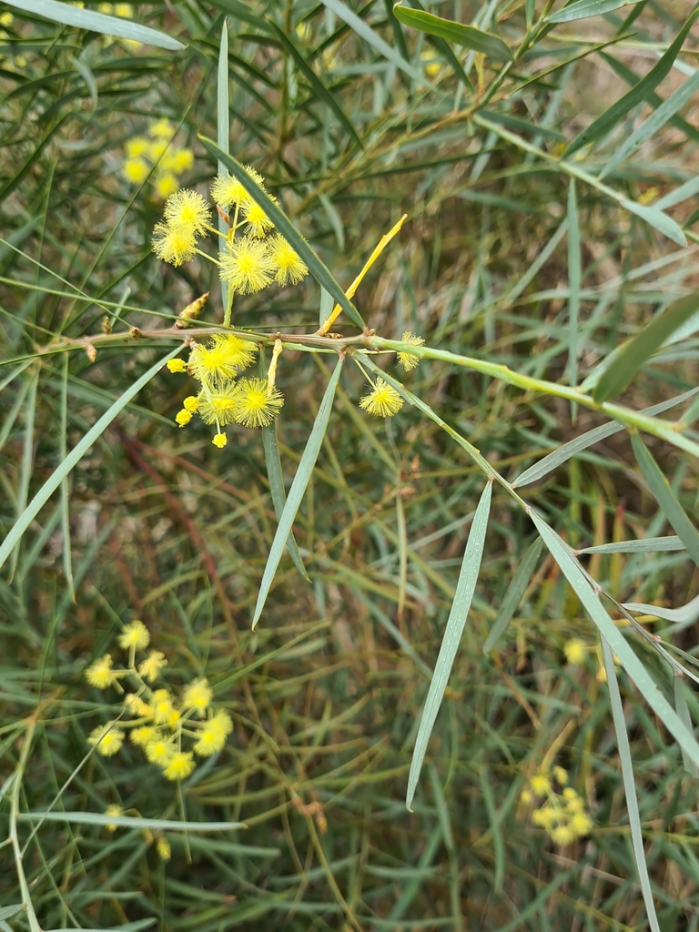 Flinders Range Wattle in March 2020 by Kerri Geoghegan · iNaturalist