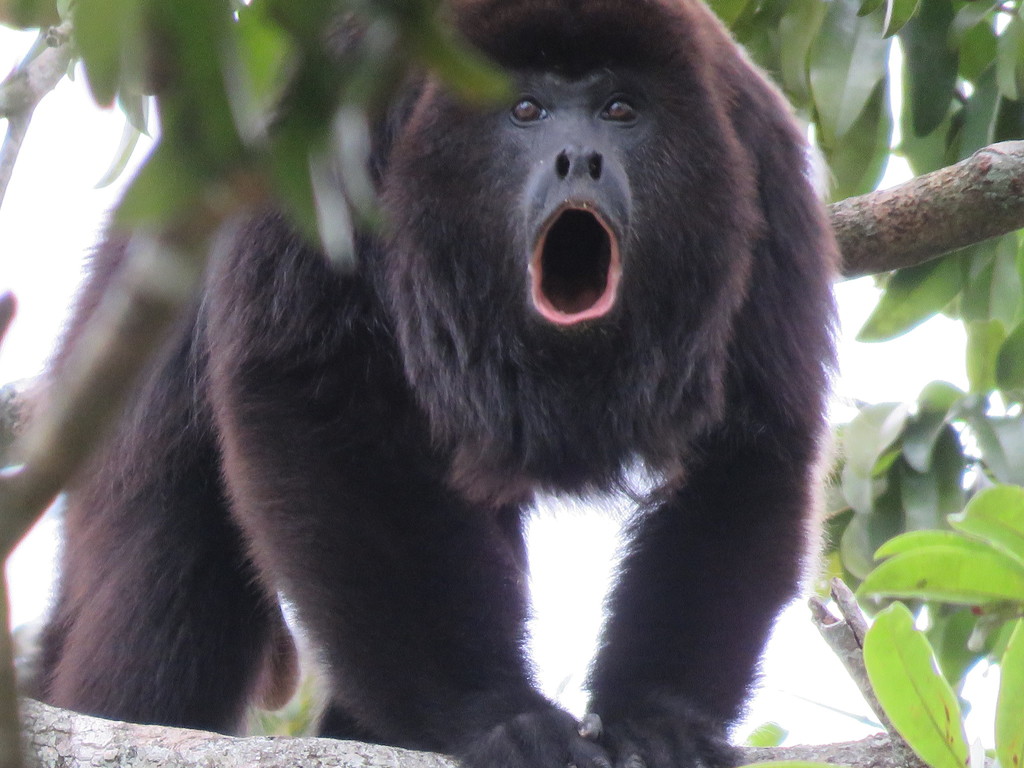 Spider, Howler, and Woolly Monkeys (Atelidae) - Know Your Mammals