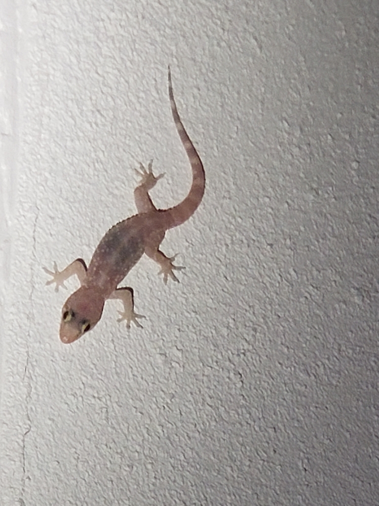 Mediterranean House Gecko from Scenic Oaks, San Antonio, TX, USA on May ...