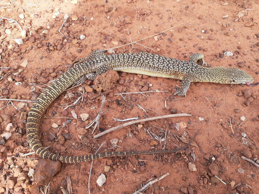 Banded/Spotted Tree Monitor Complex from Florina NT 0852, Australia on ...