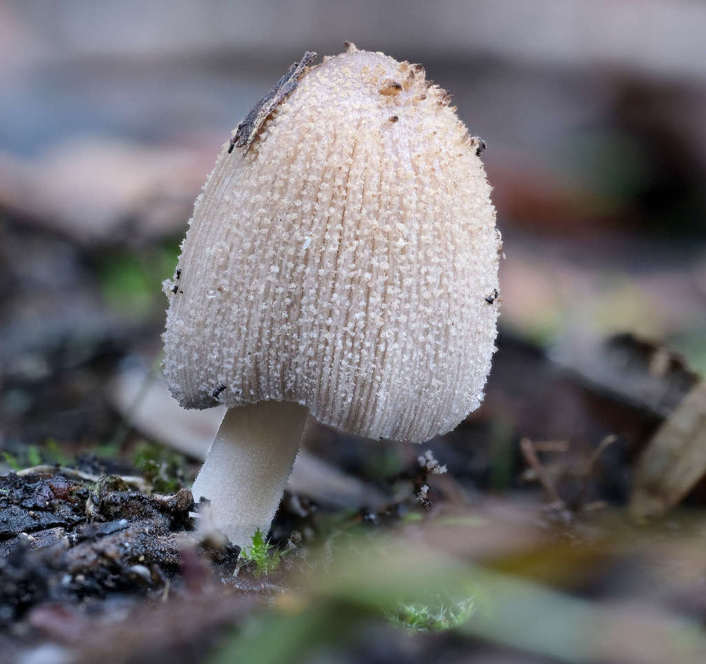 Coprinellus from Hobart TAS, Australia on May 18, 2021 at 11:41 AM by ...
