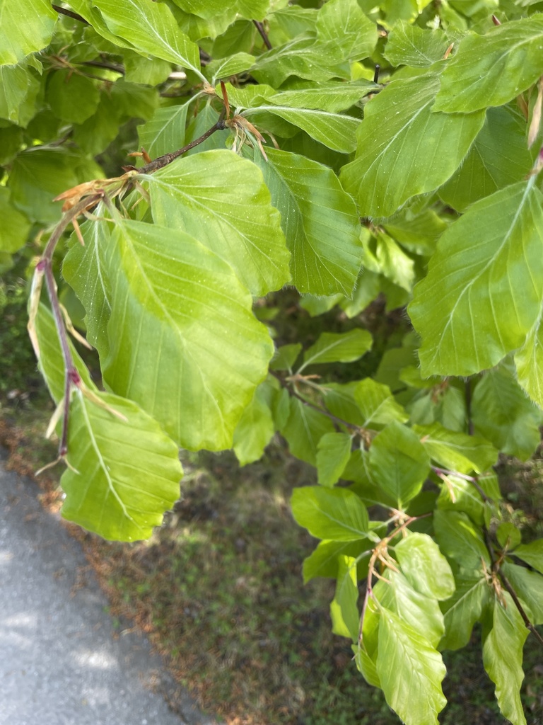 European beech from Myggdalsvägen, Tyresö, Stockholm, SE on May 21 ...