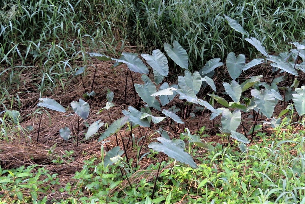 Taro from Brisbane QLD, Australia on May 20, 2021 at 08:43 AM by david ...