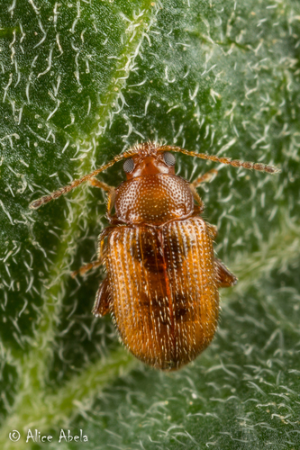 (Epitrix flavotestacea)