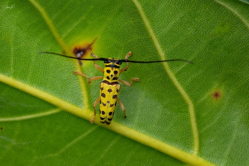 Glenea multiguttata · NaturaLista Colombia