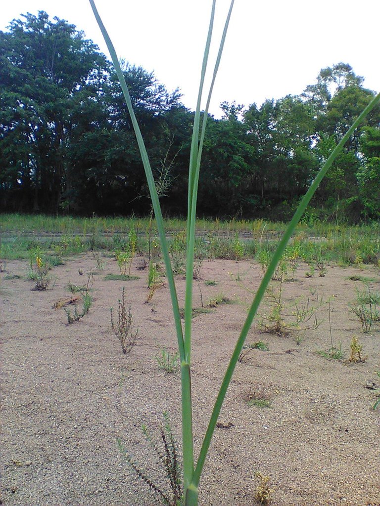 white millet from Khamharguda, Chhattisgarh, India on May 21, 2021 at ...