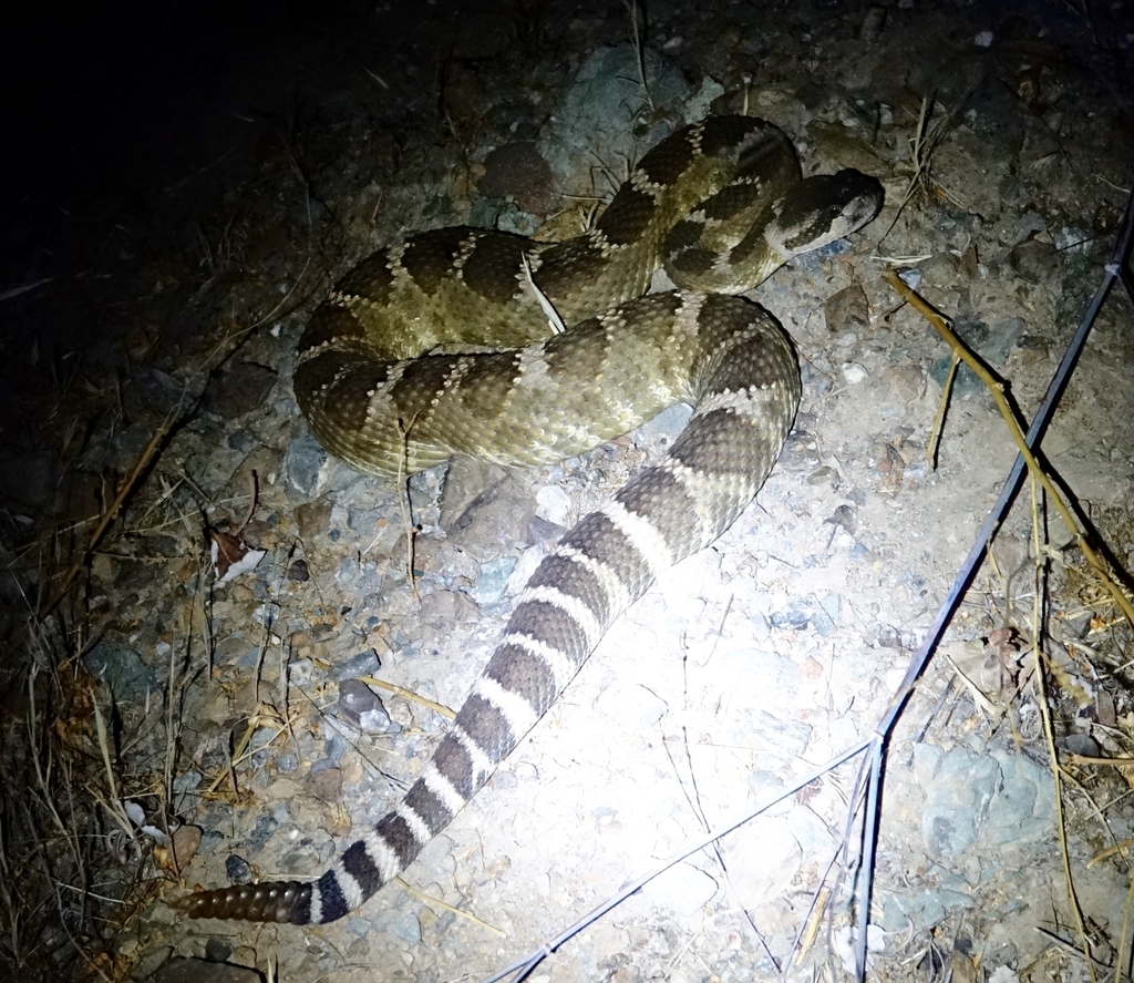 Northern Pacific Rattlesnake from Del Puerto Canyon on September 1 ...