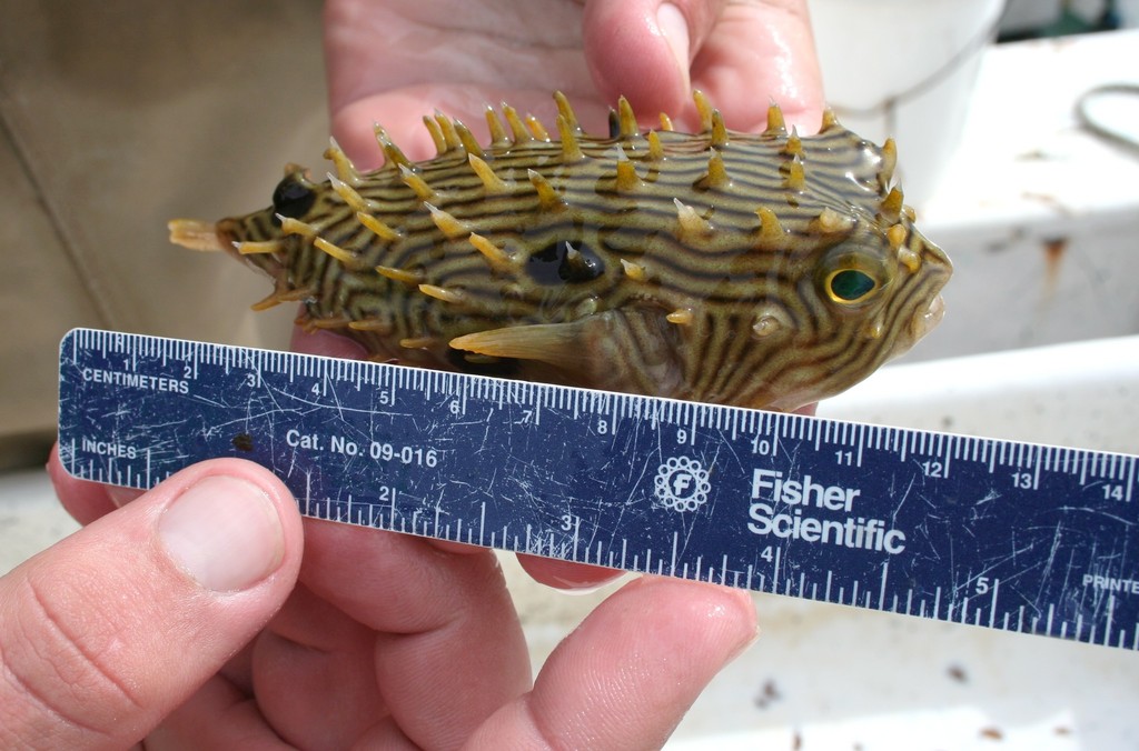 Striped Burrfish (A Field Guide to the Fishes of Charlotte Harbor ...