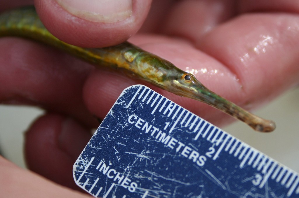 Dusky Pipefish (A Field Guide to the Fishes of Charlotte Harbor ...
