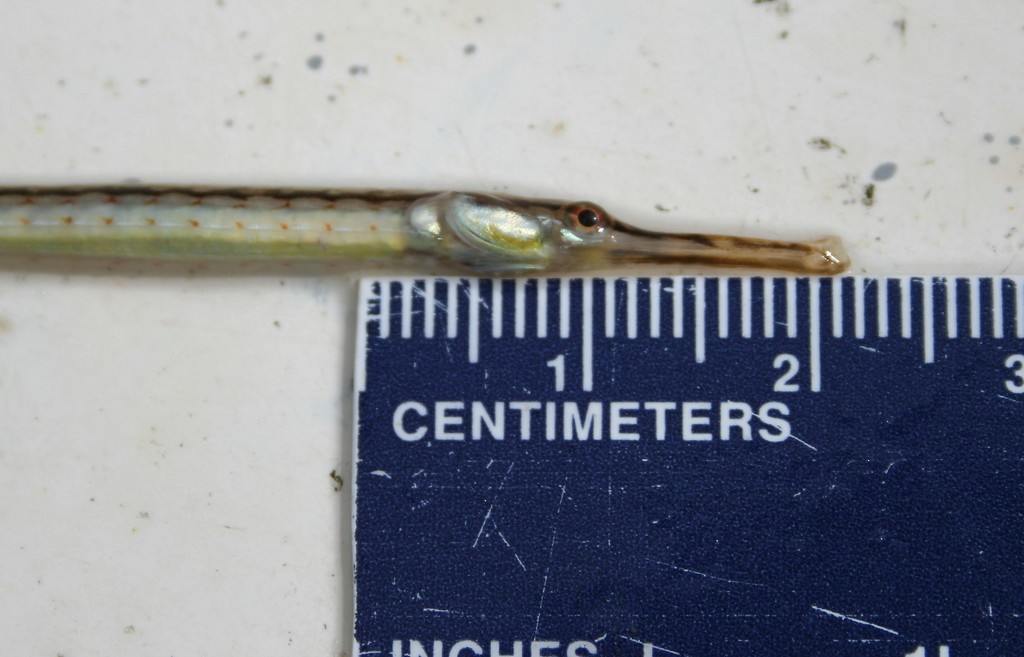 Chain Pipefish (A Field Guide to the Fishes of Charlotte Harbor ...