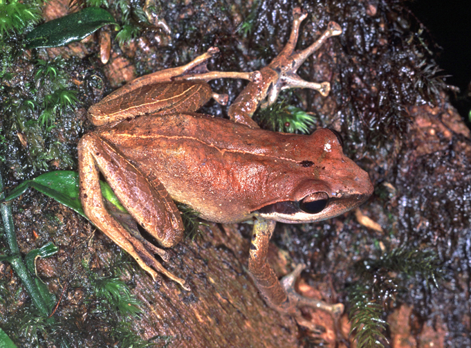 Guibemantis tornieri from Mantadia National Park, Madagascar on January ...